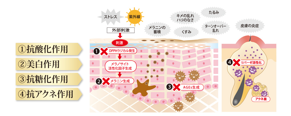 化粧品の独自処方や健康食品・化粧品の独自原料 | 天真堂